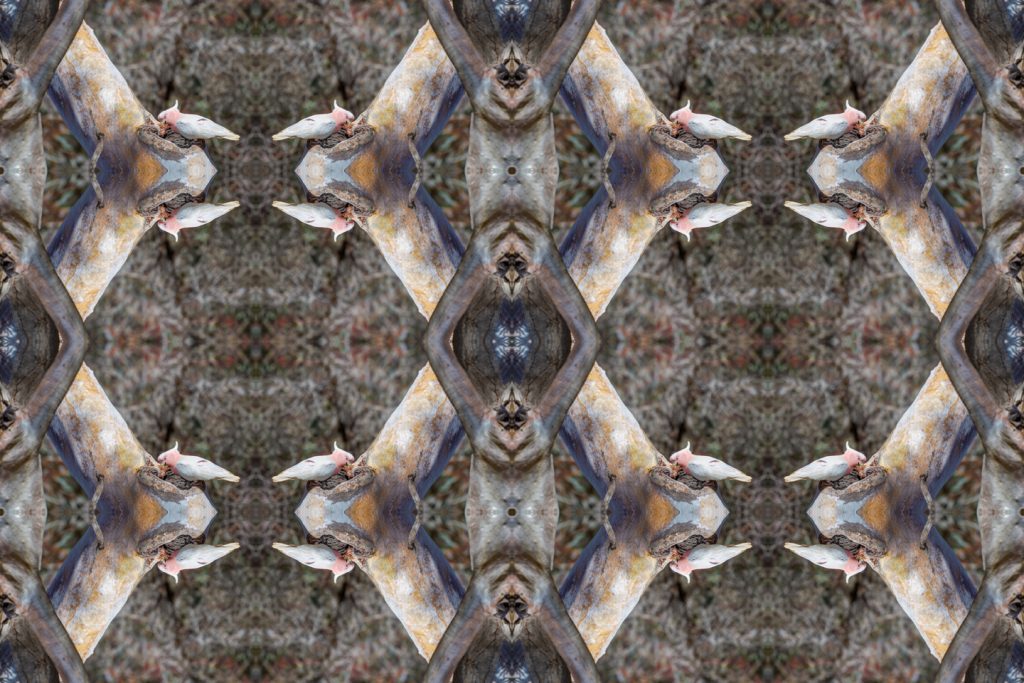 ngartatya (together) - KENT MORRIS - Australian Indigenous Artist