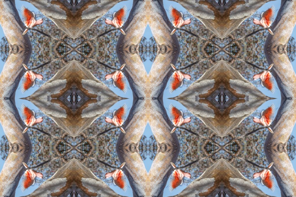 Home - KENT MORRIS - Australian Indigenous Artist